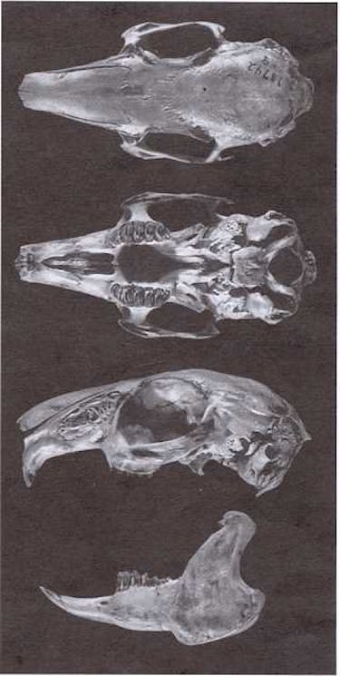 Lost species day: These three rare species could still be out there