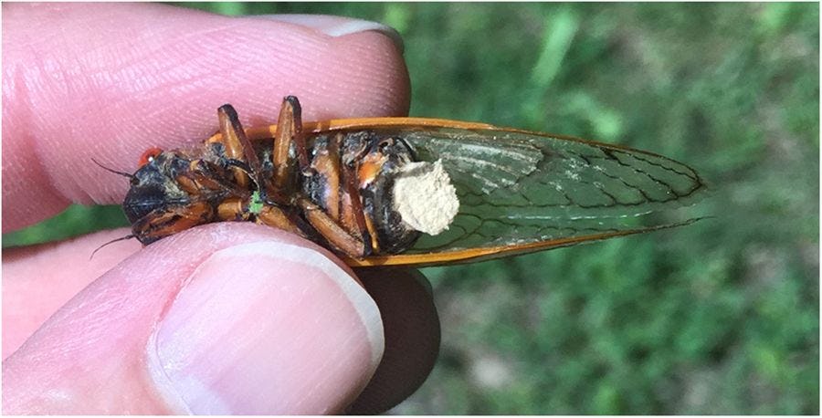 "Zombie Cicada" Mystery Solved by Hallucinogenic Fungus Researchers