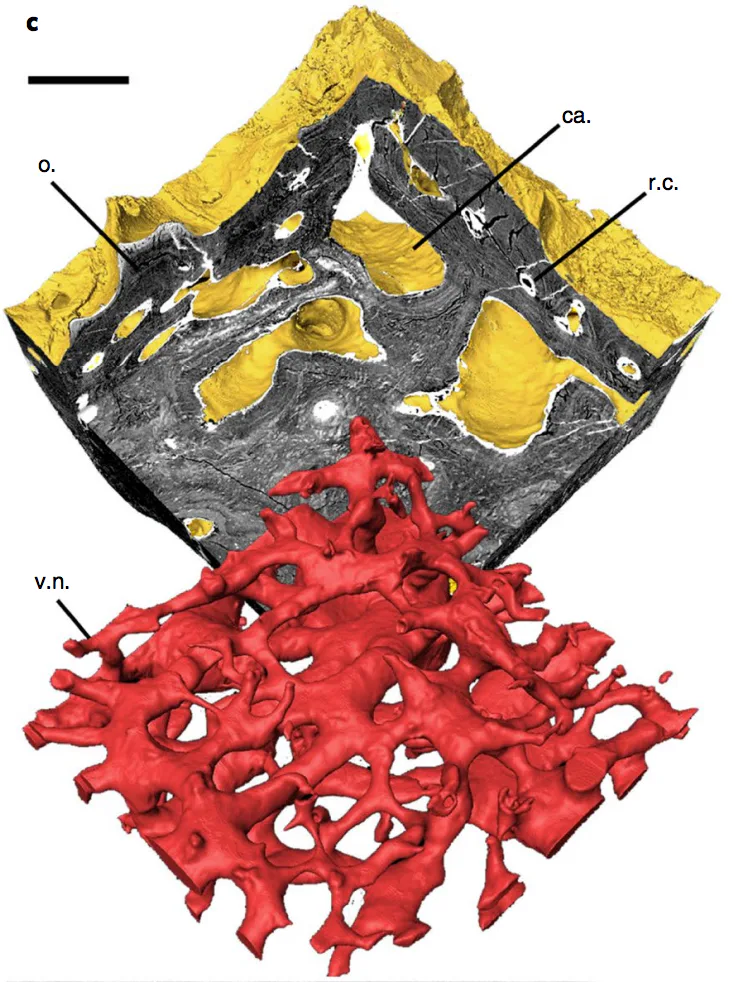 X-Rays Appear to Reveal the Fossil Record's Most Ancient Bone