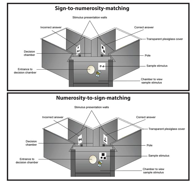 Scientists Are Surprised That Bees Can Learn, Remember, and Match Symbols