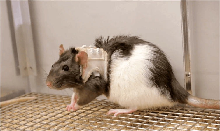 Rats in Lingerie Might Help Explain Your Sexual Preferences