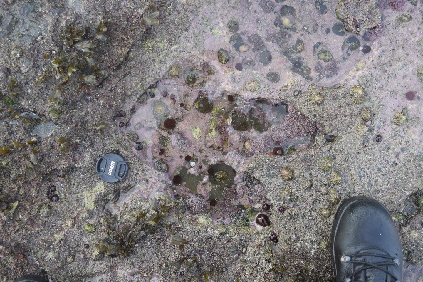 170-Million-Year-Old Sauropod Dinosaur Tracks Discovered in Scotland