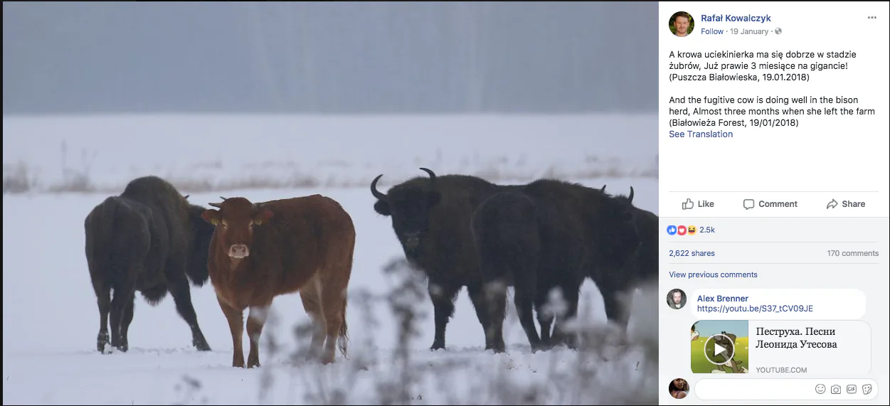 The Scientific Reason This Cow Will Be Separated From a Bison Herd