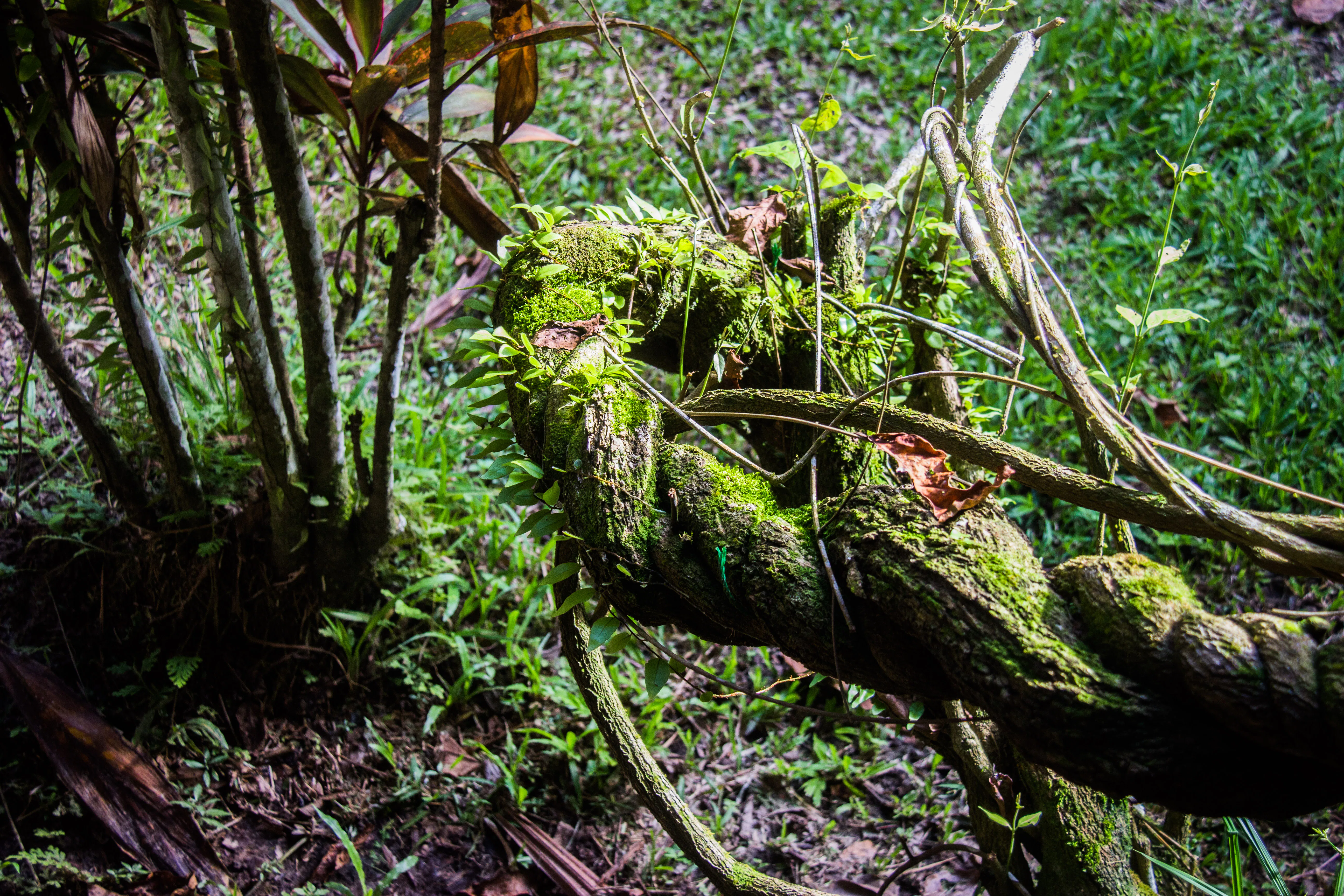 How an Amazonian Psychedelic Brew Could Be Used to Treat Depression