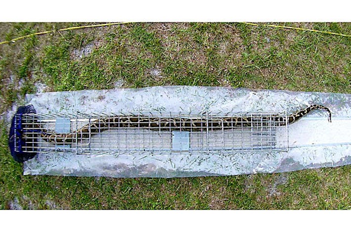 This "Giant" Snake Trap Is Cool, But There's More to It Than Meets the Eye