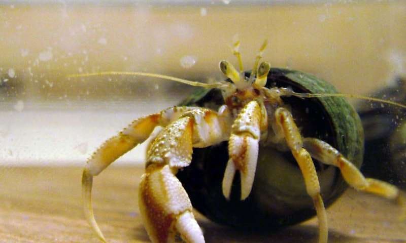Warring Hermit Crabs Show "Evolution of Fighting" Isn't All About Strength