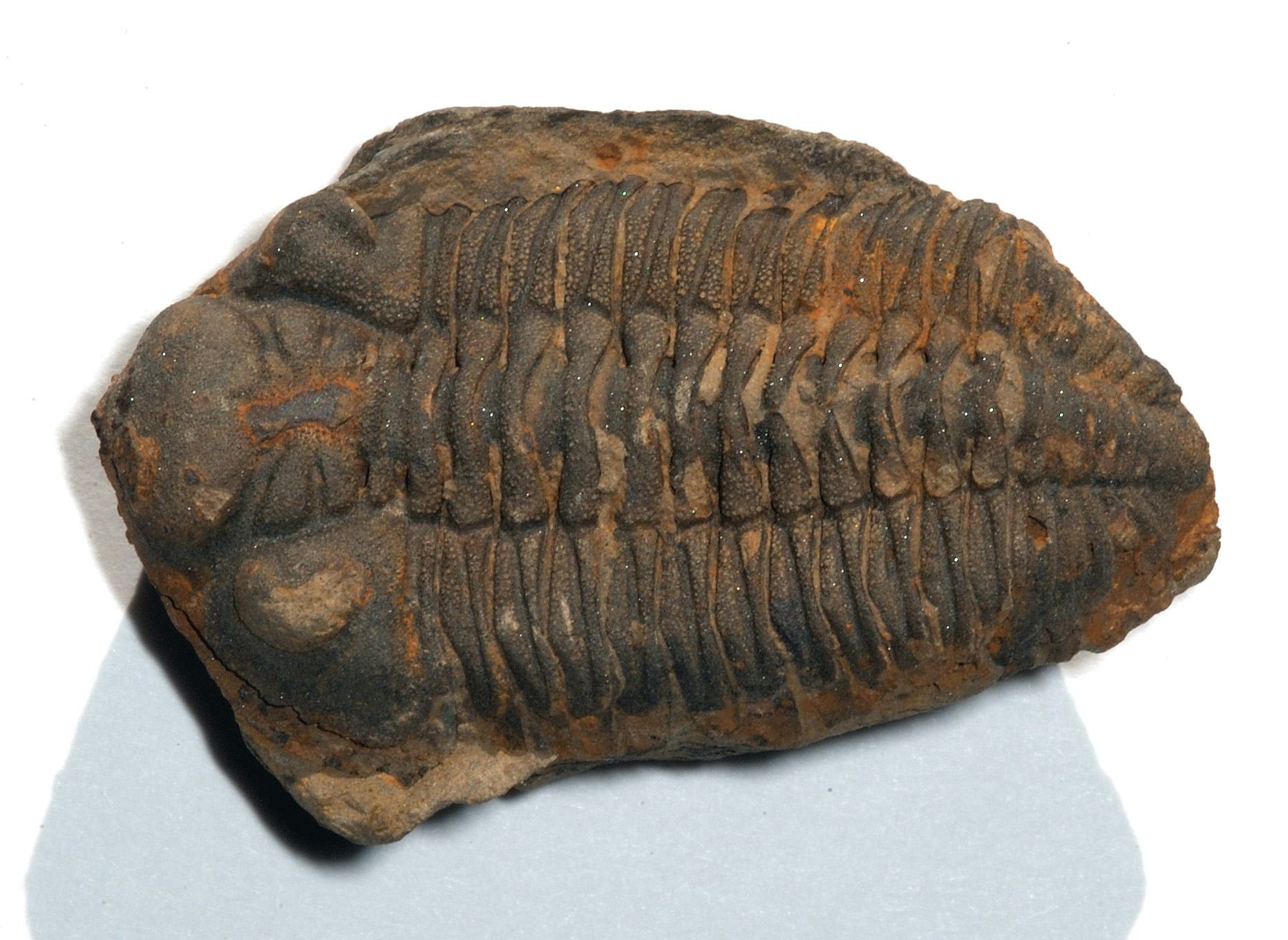475 Million-Year-Old Trilobite Fossil Found in Tennessee Looks Alien