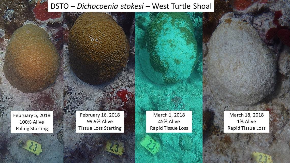 Mysterious Coral Disease Destroys Living Tissue on Florida Reefs