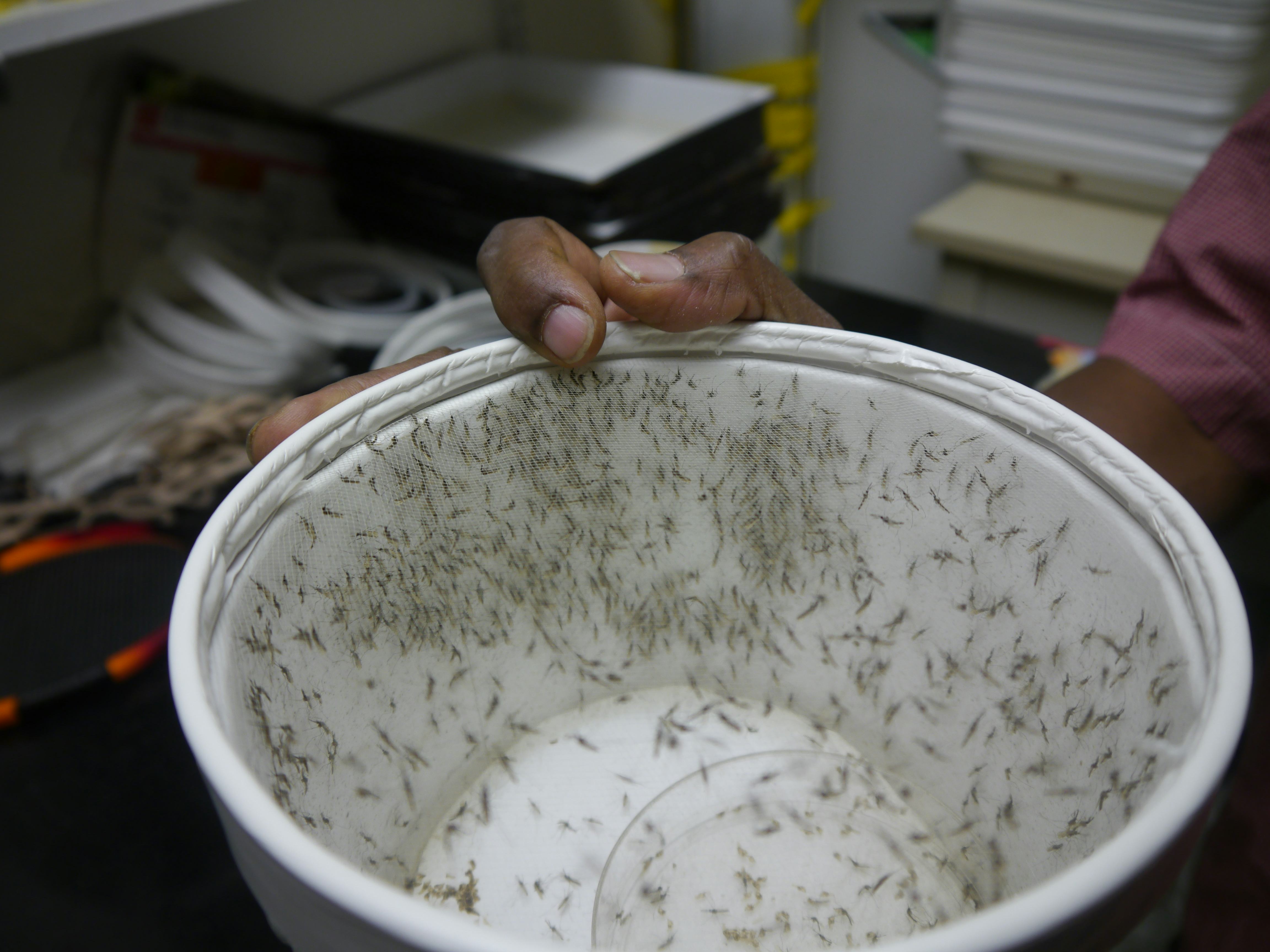 Insect Farming Is Agriculture as Dystopian Future as American Manufacturing