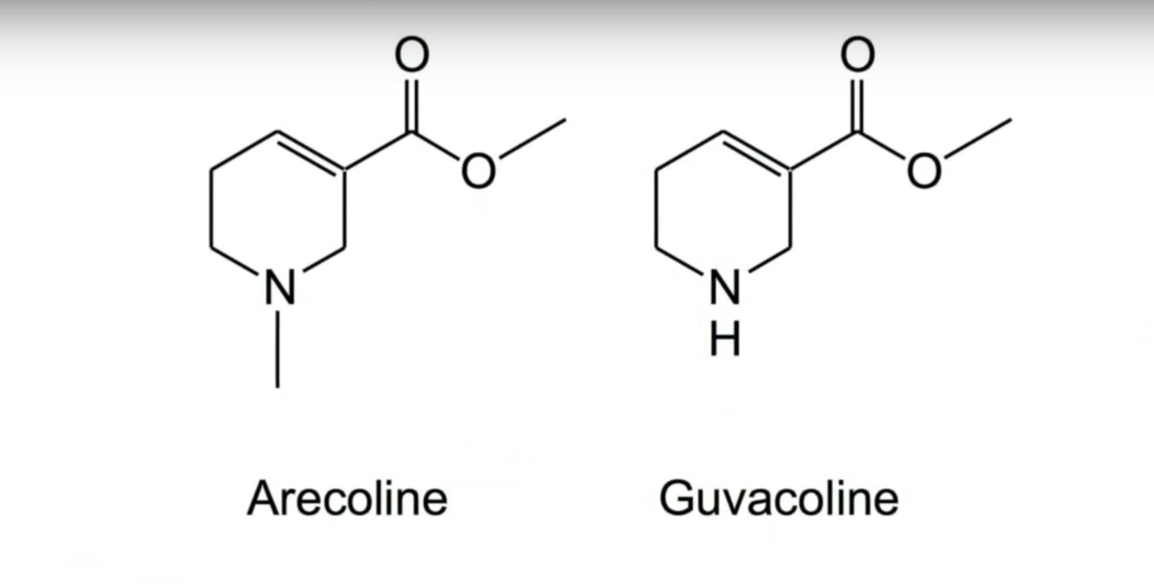 The Addictive Areca Nut Could Hold Key to Quitting Smoking