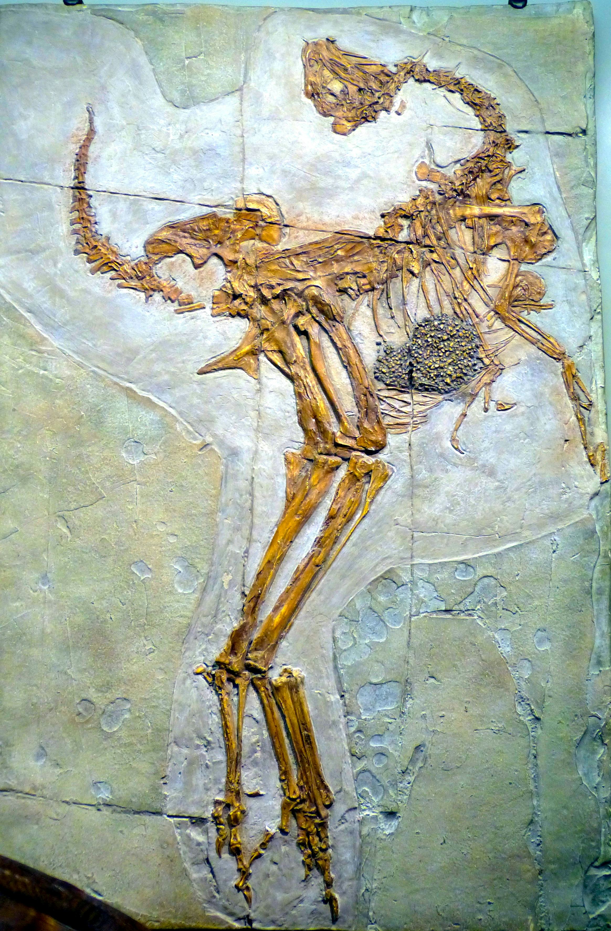 Theropod Dinosaurs Flapped Before They Could Fly, Avian Flight Study Finds
