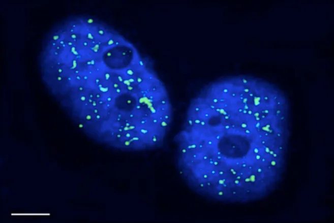 New DNA Shape Called "I-Motif" Reveals the Double Helix Is Not Alone