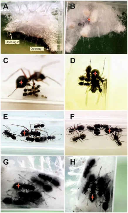 Jumping Spider Produces Milk to Feed Young Until They're Sexually Mature