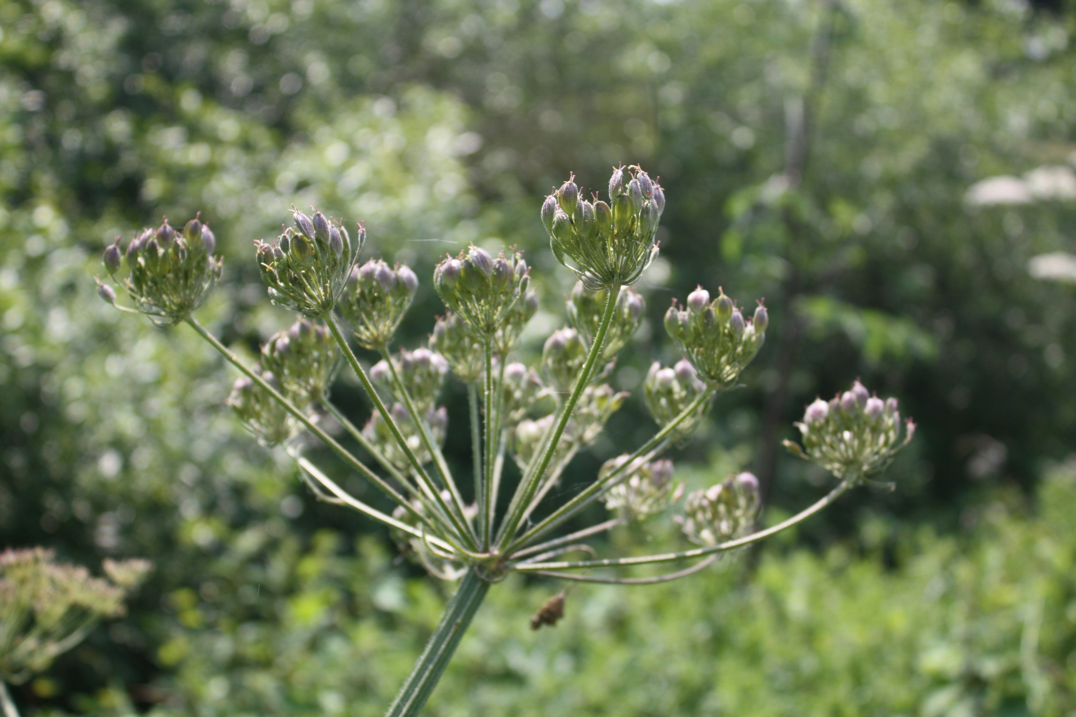 Giant Hogweed: Plant Expert Explains How it Spreads, Burns, and Blinds