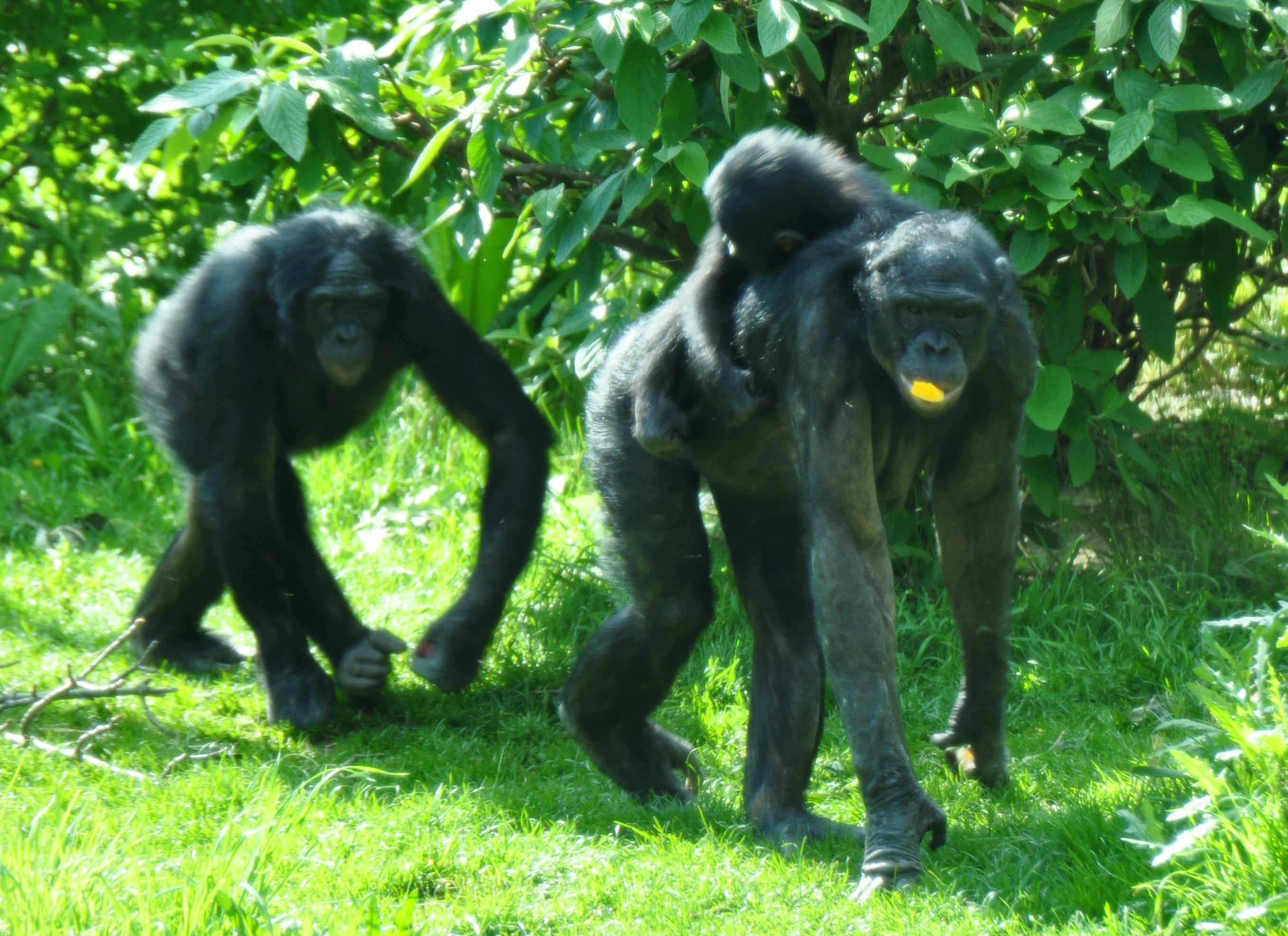 Bonobos, Nicest Apes on Earth, Make Humans Look Like Monsters