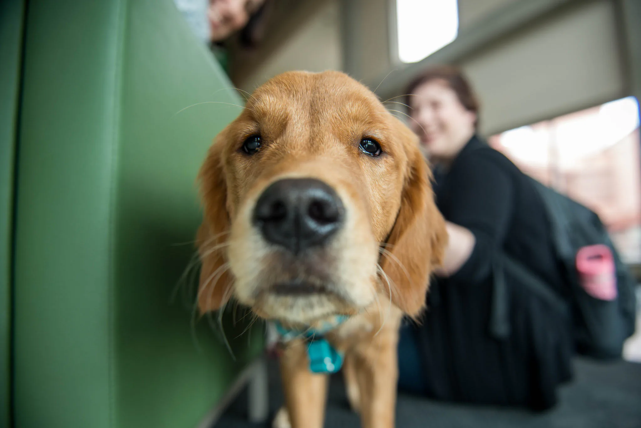 Campus Therapy Dog Study Proves Pups Reduce Stress, Increase Joy