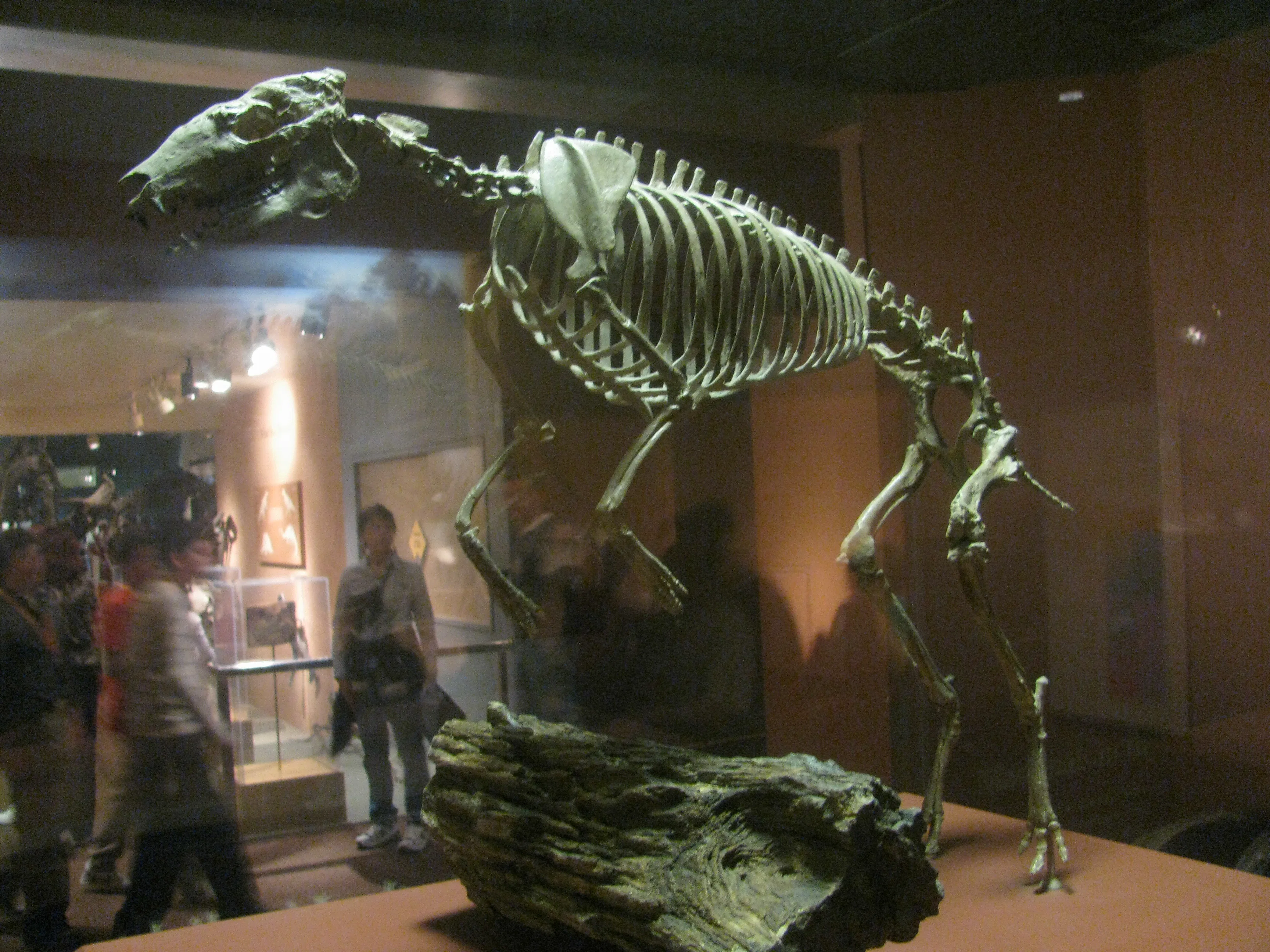 Why Horses Evolved to Have Only One Toe