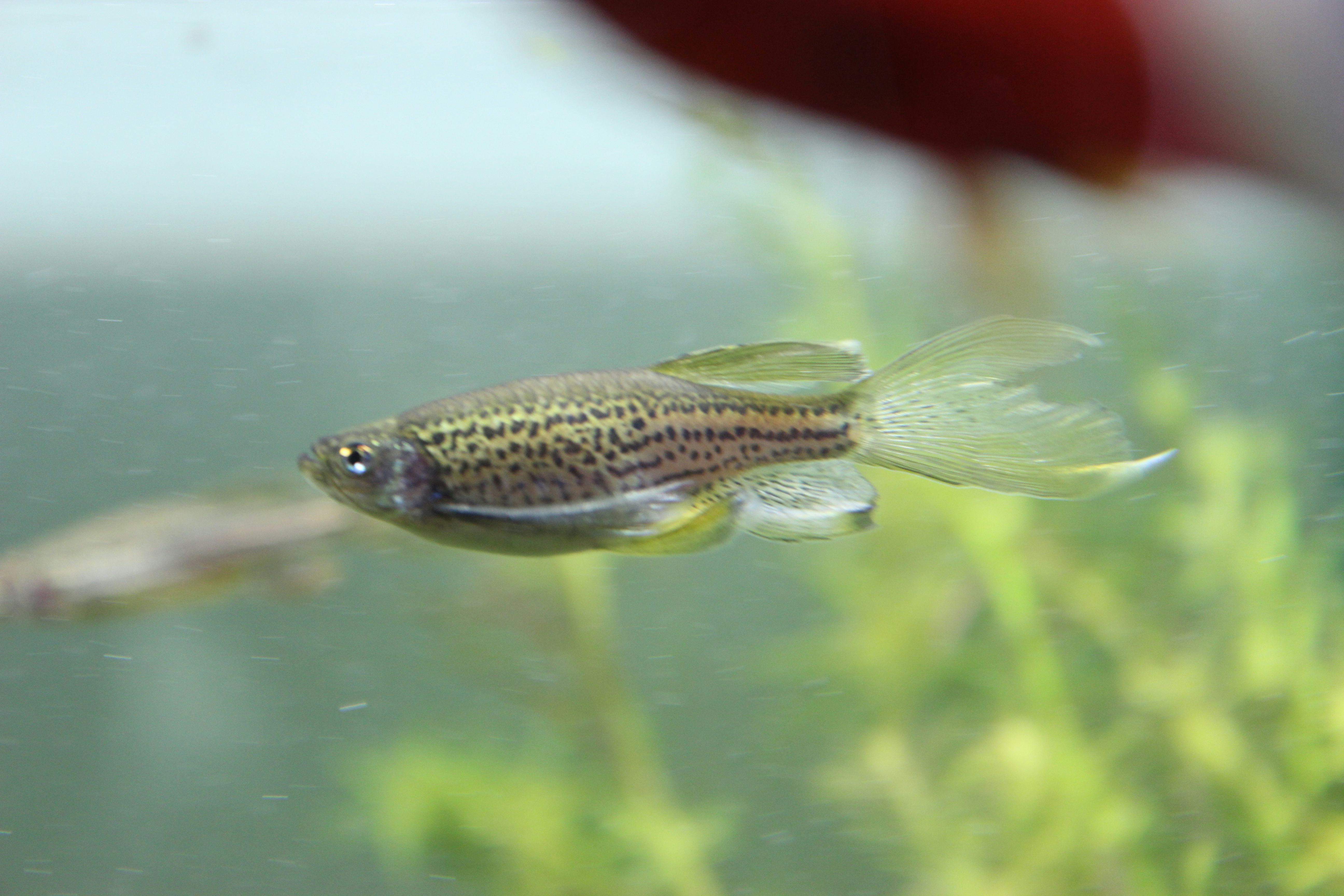 Fish Concussions May Hold the Key to NFL's Brain Injury Problem