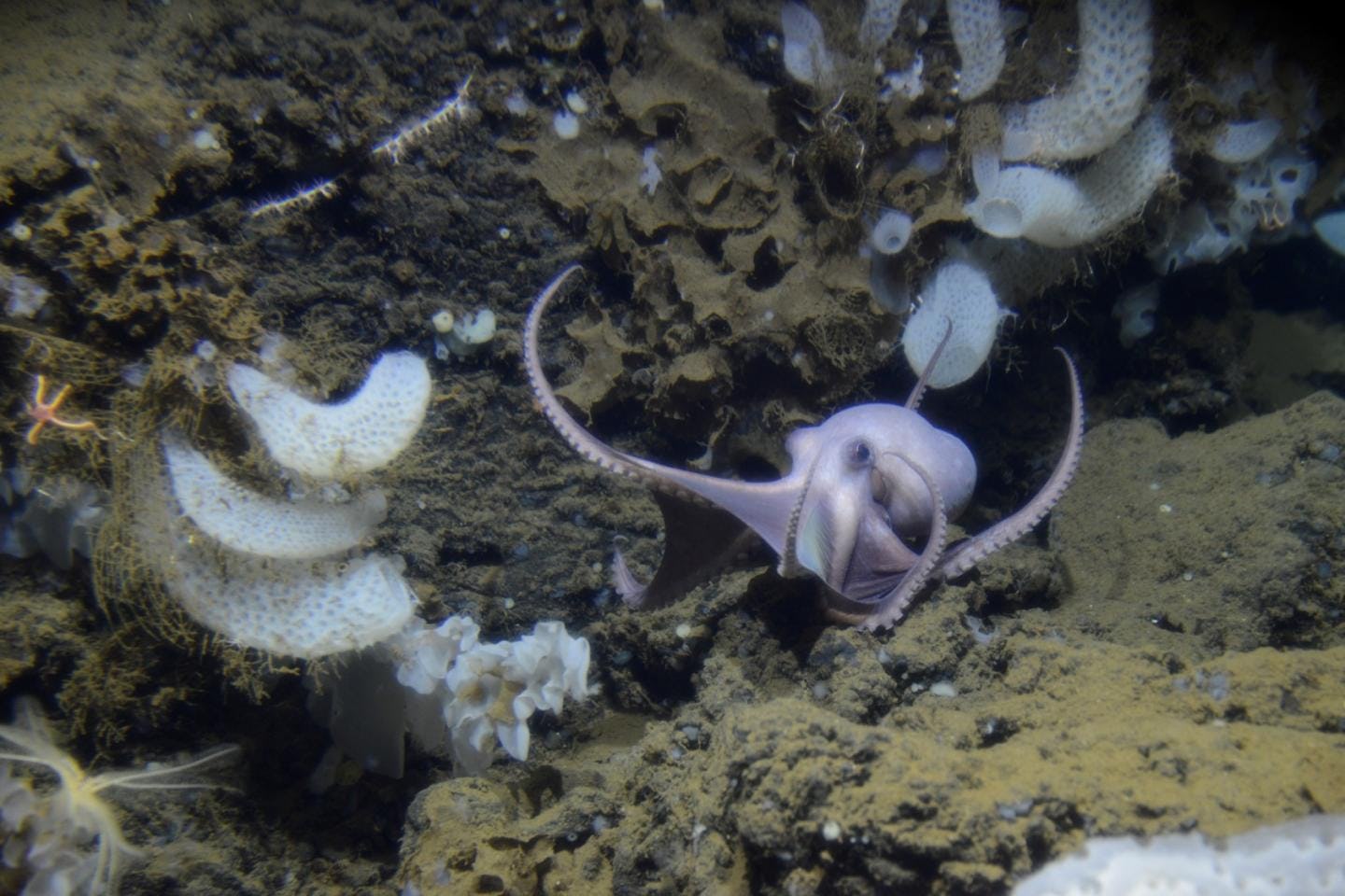 Huge Octopus Clusters Baffle Scientists by Setting Up Nursery in Hot Waters