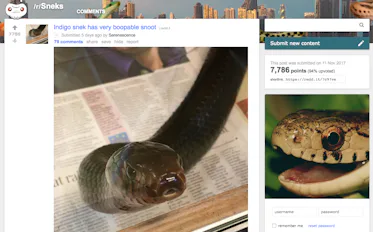 The 12 Best Animal Subreddits in One Ranked List, From Cute To Bizarre