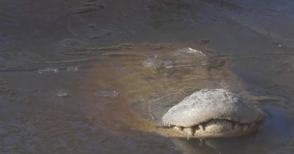 Alligators Frozen in North Carolina Swamp Are Somehow Still Alive