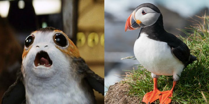 'Star Wars: The Last Jedi': The Biology of its Animals, Porgs and All