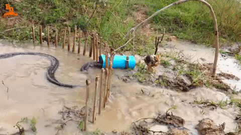 This "Giant" Snake Trap Is Cool, But There's More to It Than Meets the Eye