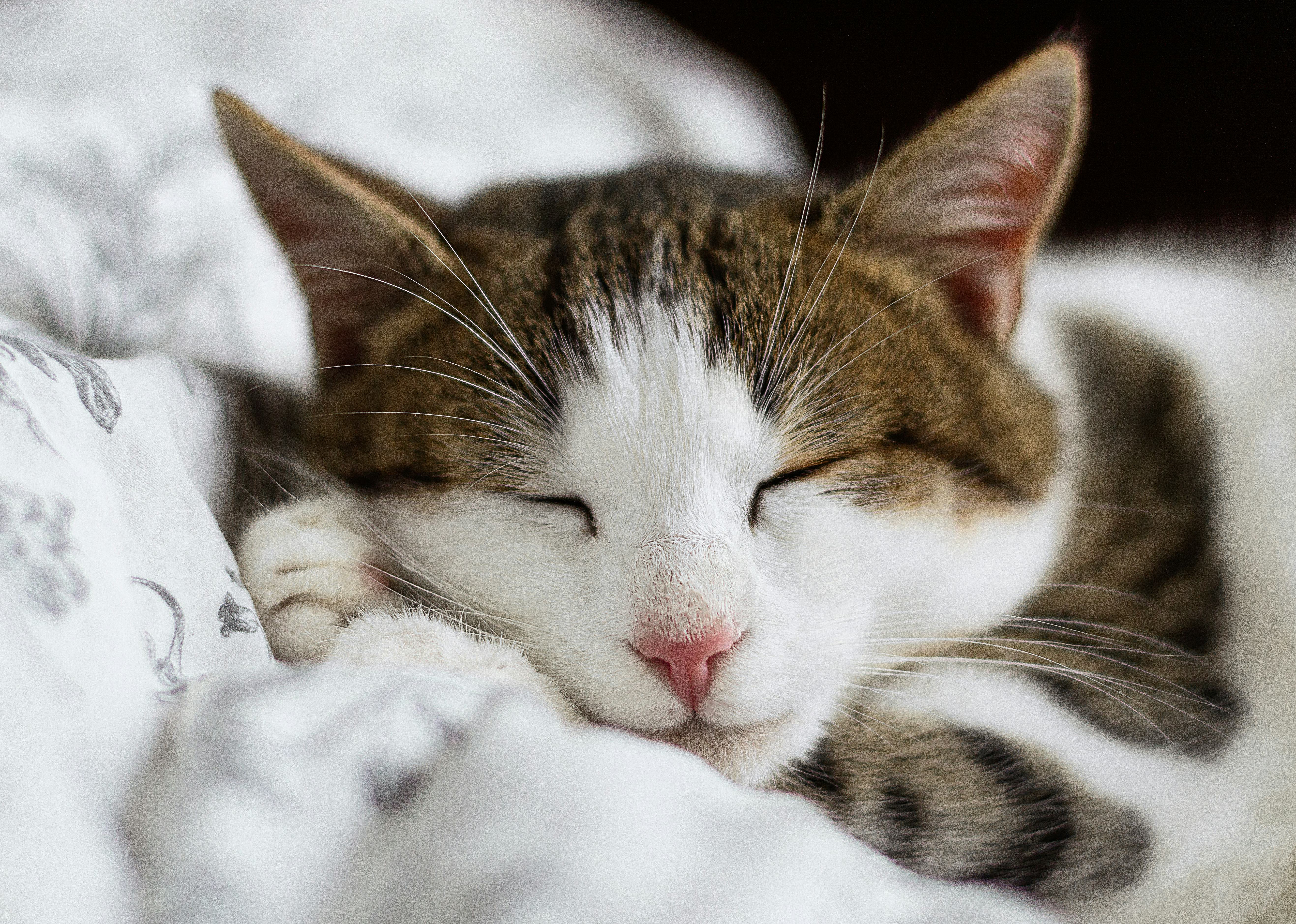 Why People Purr at Their Cats, According to a New Study