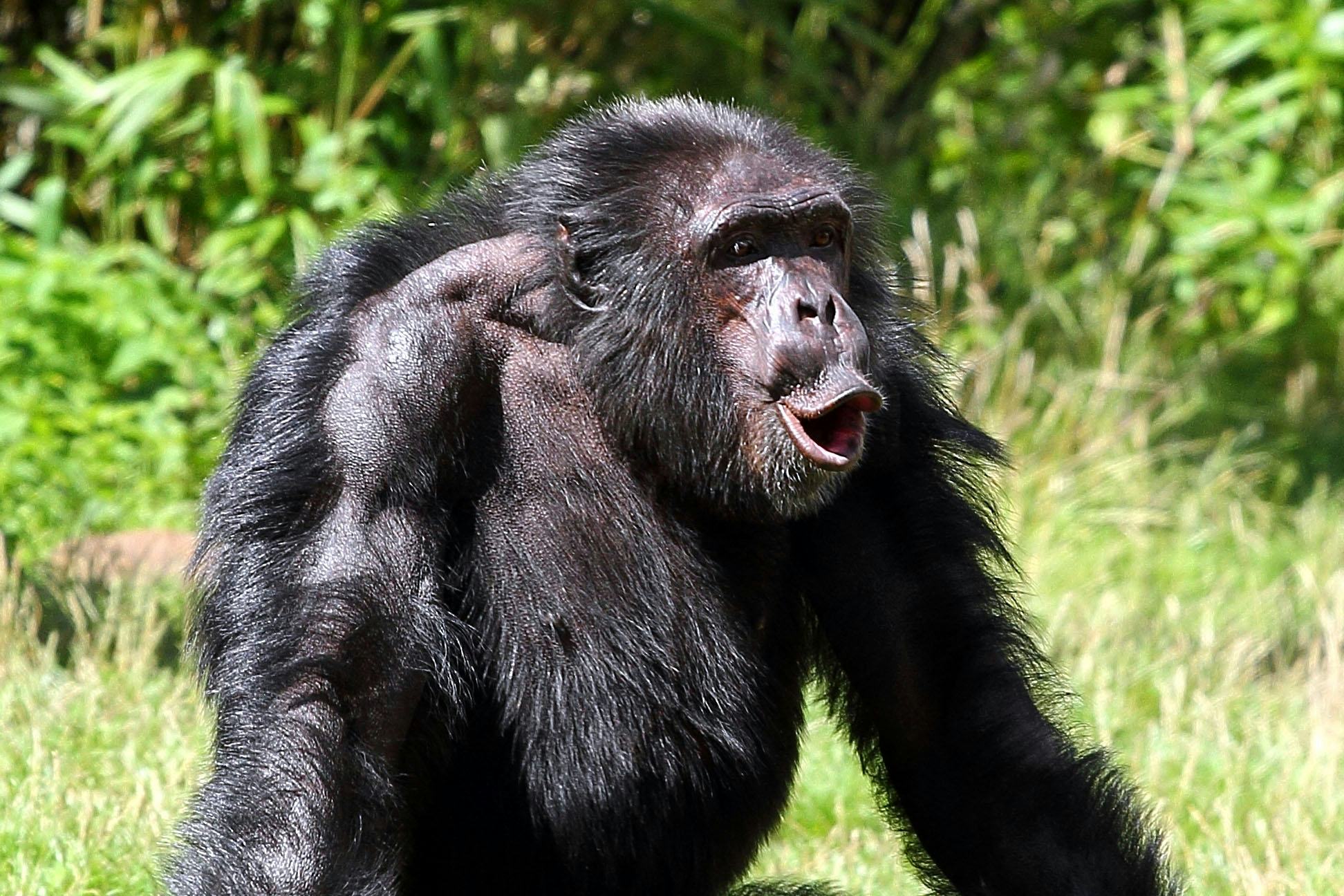 Chimpanzee Gestures Follow the Same Linguistic Laws as Human Speech
