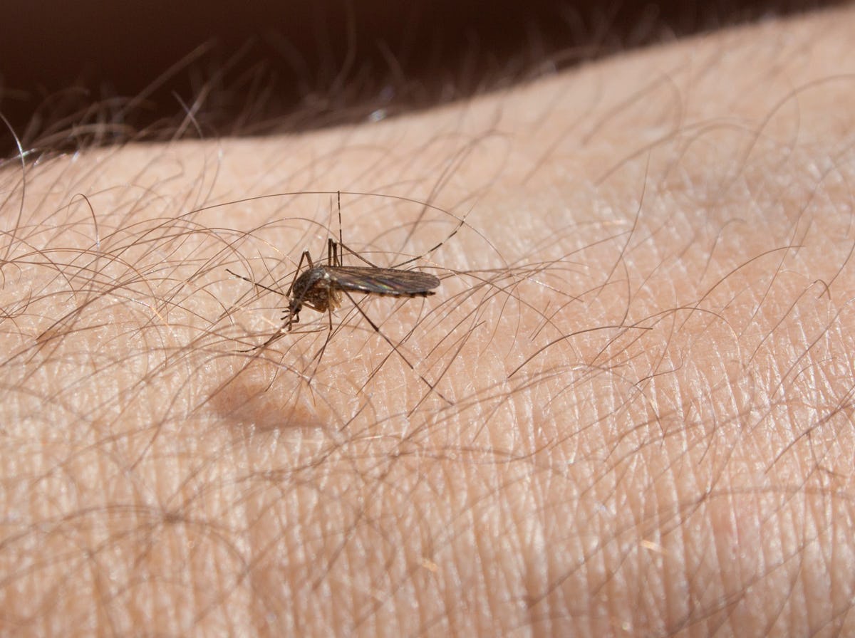 Genetically Modified Mosquitoes Thrive in Brazil, to Researchers' Surprise