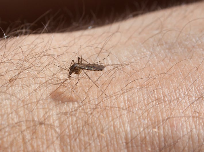 Genetically Modified Mosquitoes Thrive in Brazil, to Researchers' Surprise