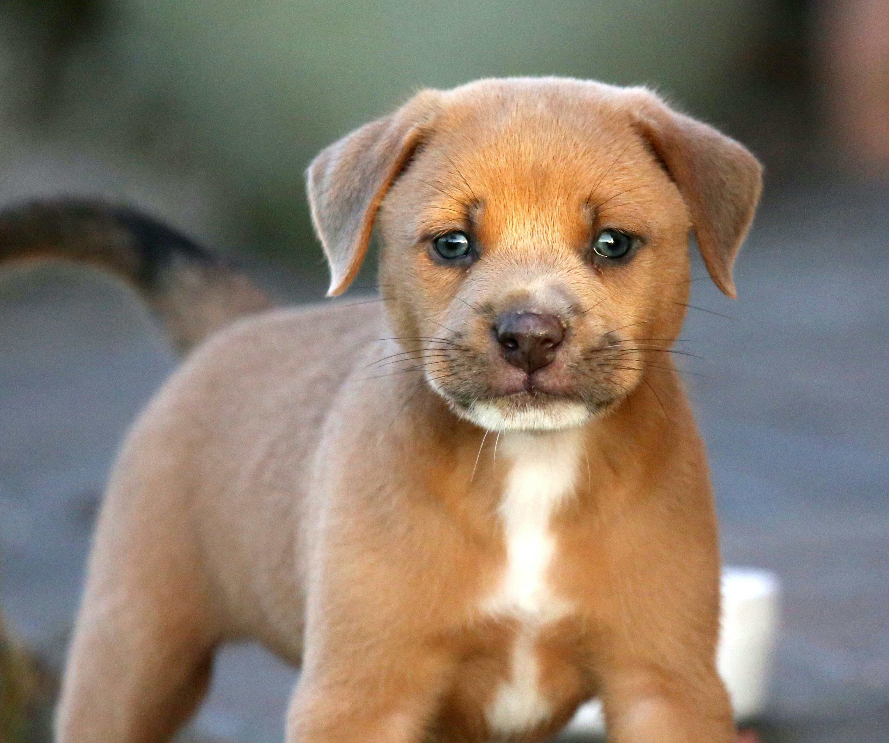 Science Just Proved a Harsh Truth About Very Good Dogs