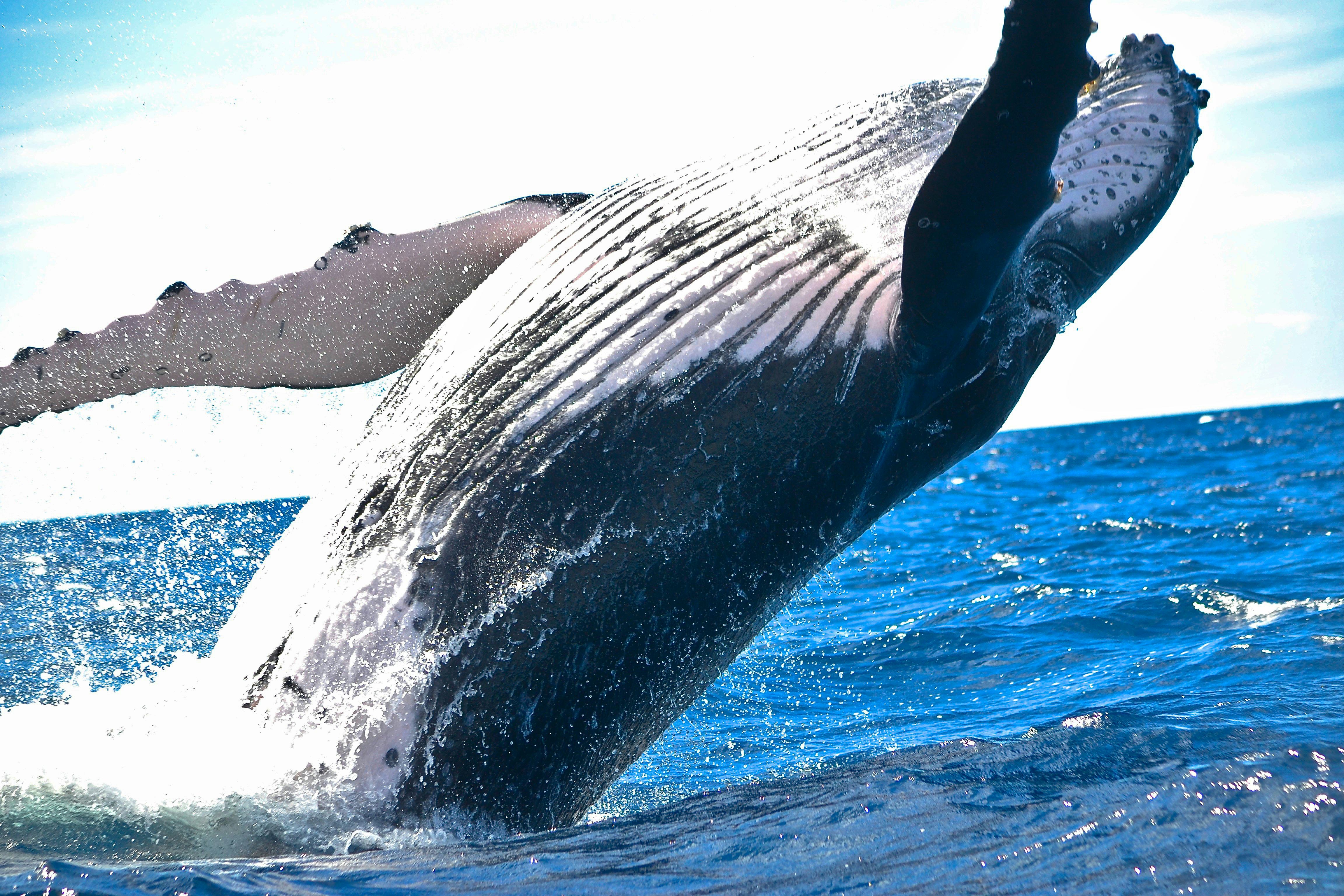 Humpback Whale Calls Sound Exactly the Same 36 Years Later