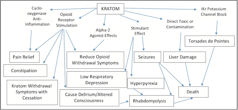 Kratom: A new report maps one possible future for the controversial drug