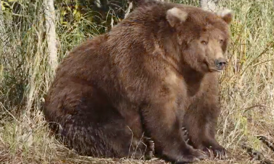 Viral "Fat Bear" Transformation Has a Dramatic Scientific Reason Behind It