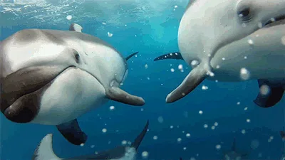 'Human-Like' Dolphins Are One Body Part Shy of World Domination