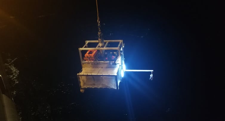 What Is the Snailfish? Scientists Discover New Species in Atacama Trench