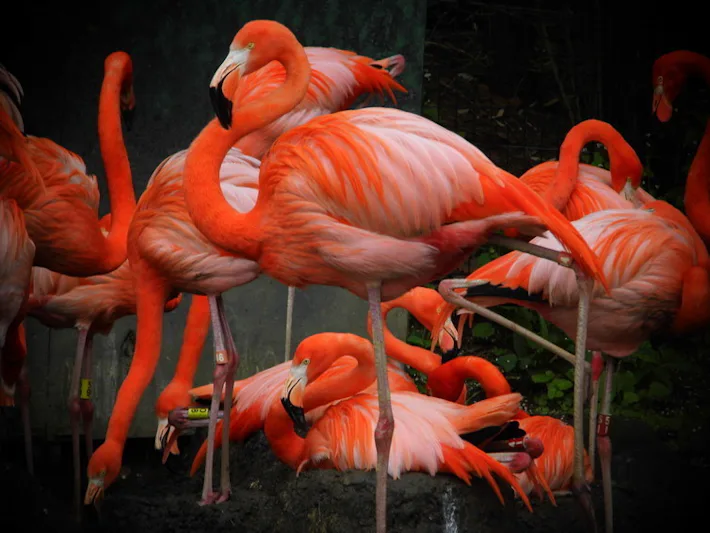 How Do Flamingos Balance on One Leg?