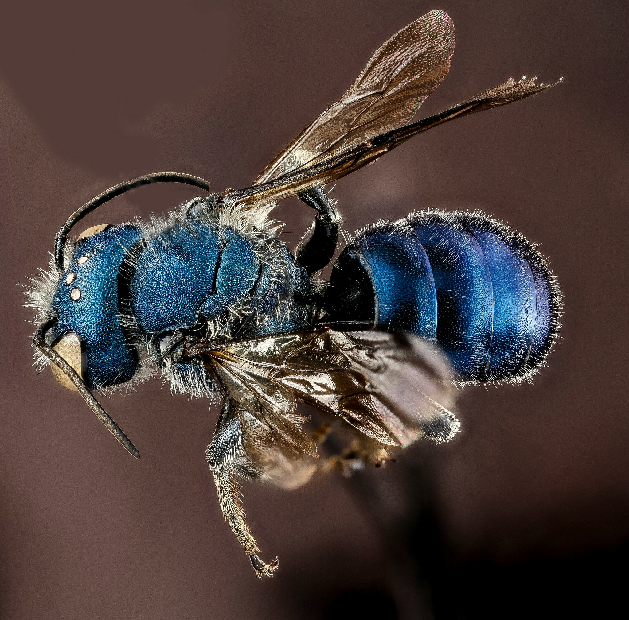 Here Are the Most Beautiful Macro Pictures of Bees You've Ever Seen