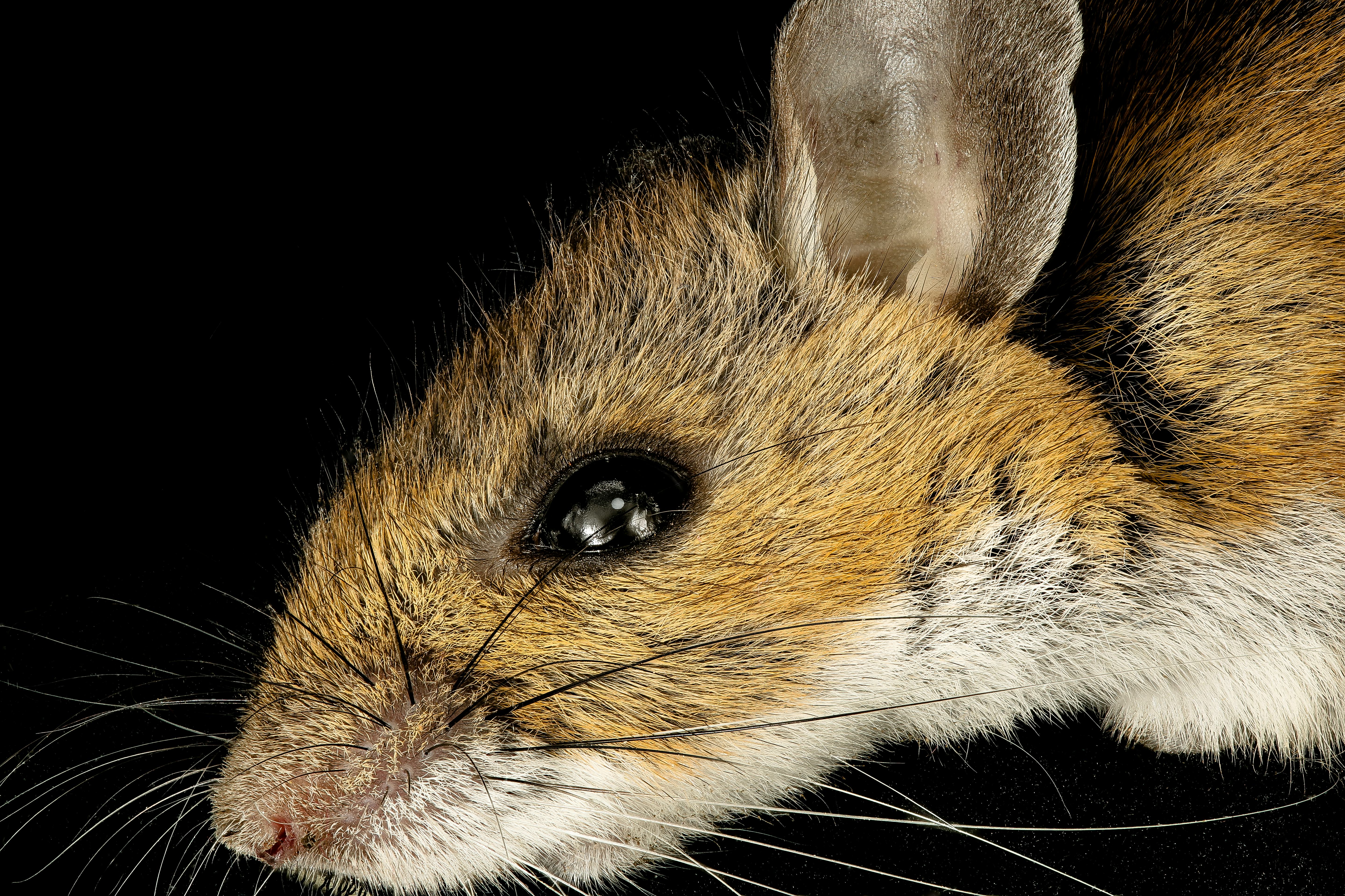 40 Genes Linked to Aggression and Violence Are Also Crucial for Survival