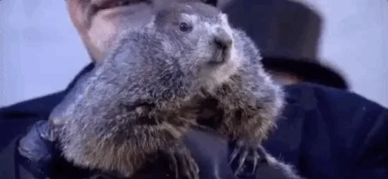 Groundhog Day 2018: Other Animals Predict the Weather Better