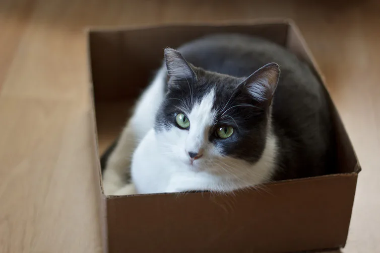 The Science Behind Cat-in-a-Box