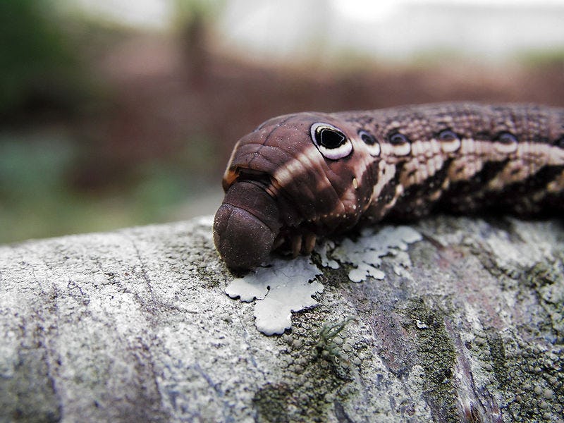 What Sound Does a Caterpillar Make? Scientists Just Found Out