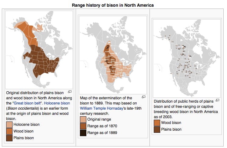 Yellowstone National Park Is Going to Kill 1,000 Bison This Winter