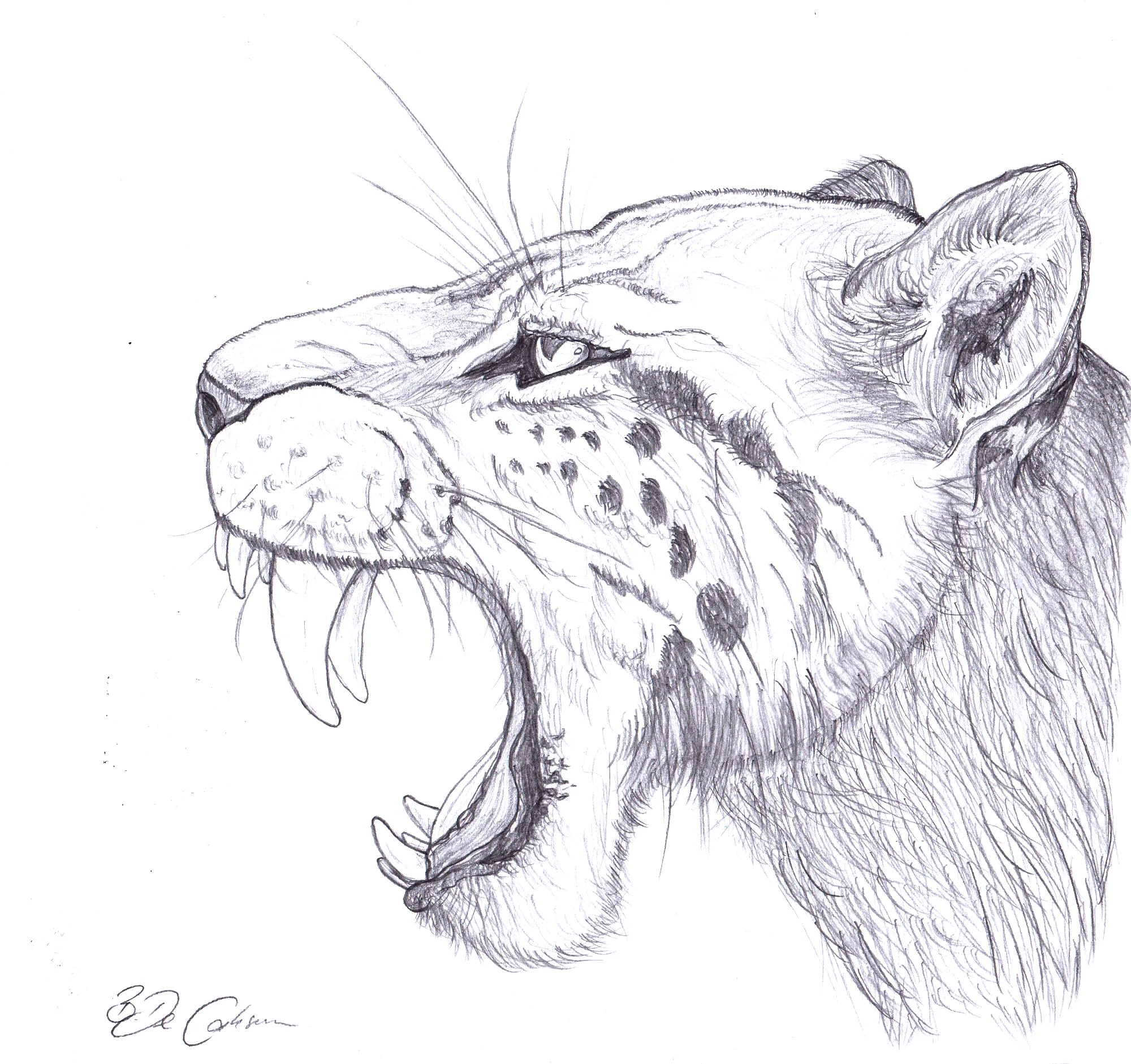 Ancient DNA Connects Saber-Toothed Tigers and House Cats