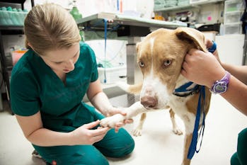 Opioid News: More Pets Are Getting Prescriptions Than Ever Before