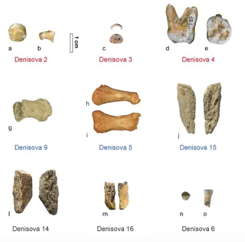 Denisovans: Extinct Humans Shared Russian Cave With Neanderthals