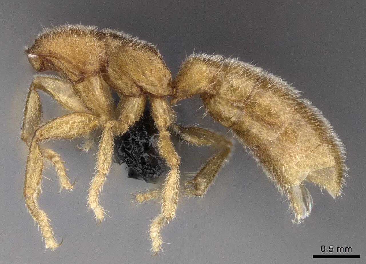 California Scientists Identified 85 New Species in 2017