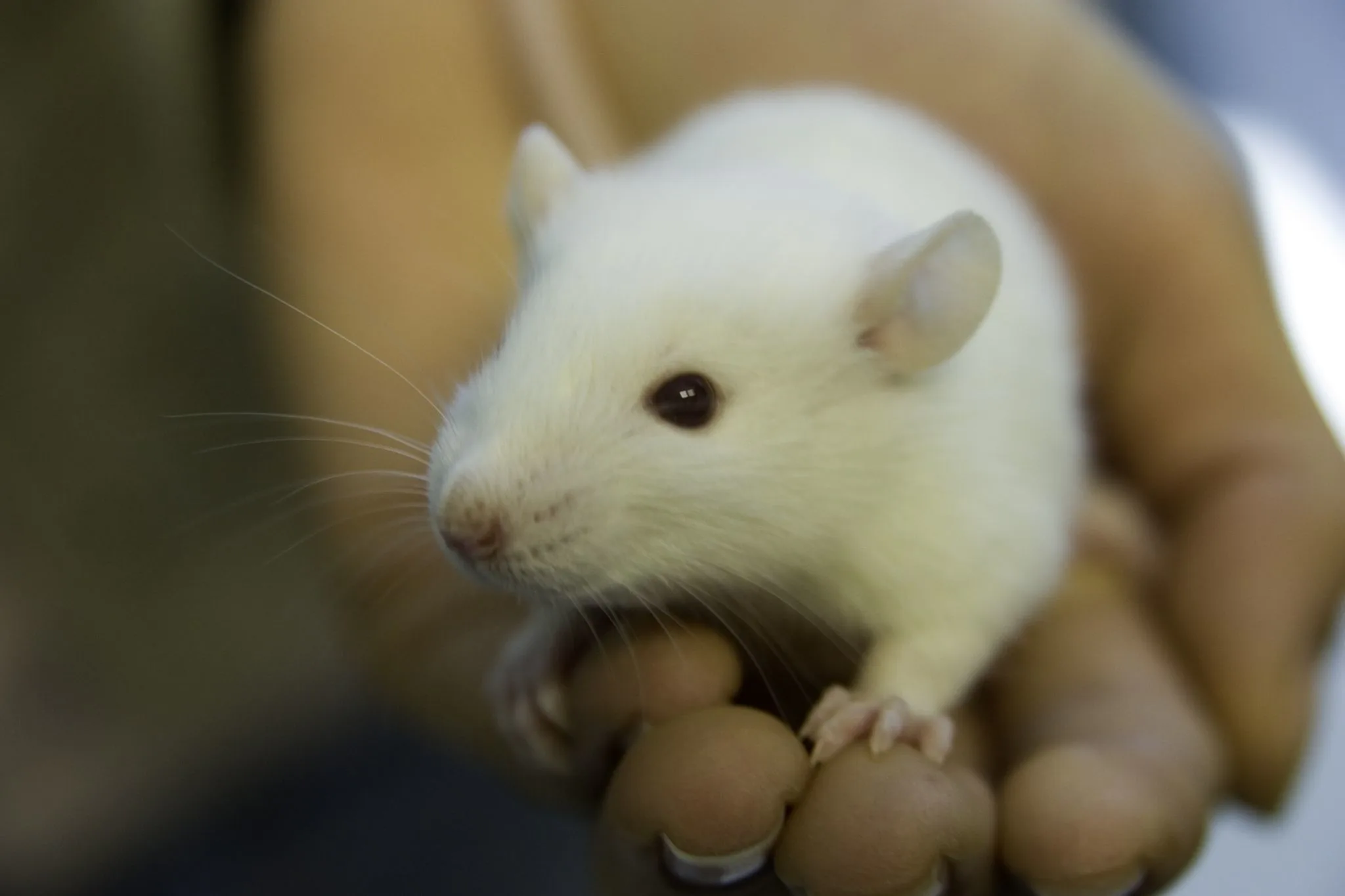 Microdosing: DMT Reduced Fear and Anxiety in Rats but Also Had Downsides