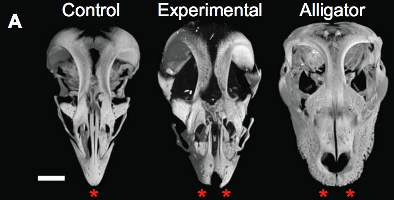 Scientists Are Reverse Engineering a Dinosaur From a Chicken